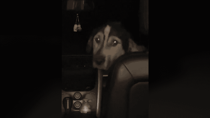 Stray Dog Jumps in Woman’s Car Begging For Help and Love - Animals ...