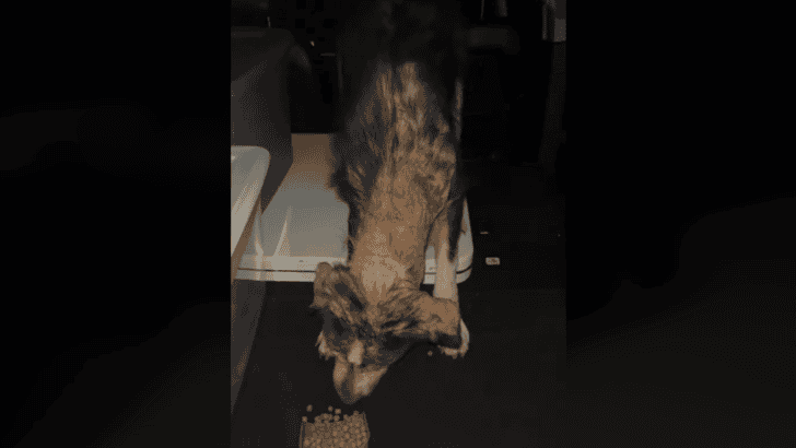 Stray Dog Jumps in Woman’s Car Begging For Help and Love - Animals ...