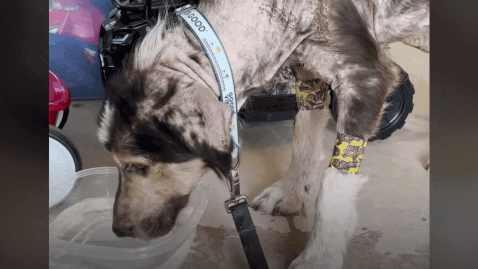 Stray Dog Jumps in Woman’s Car Begging For Help and Love - Animals ...