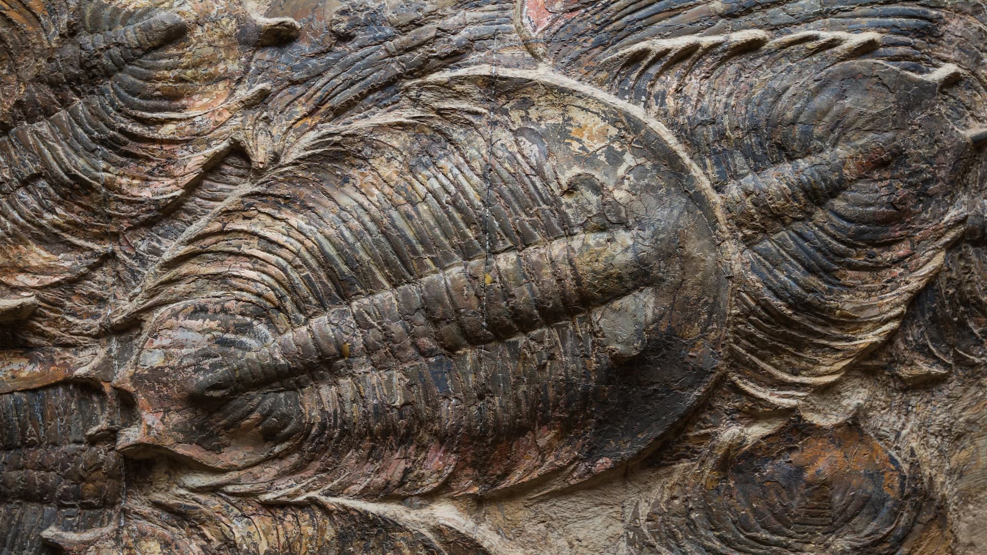 Scientists Uncover Evidence of a Prehistoric Ocean in Arizona