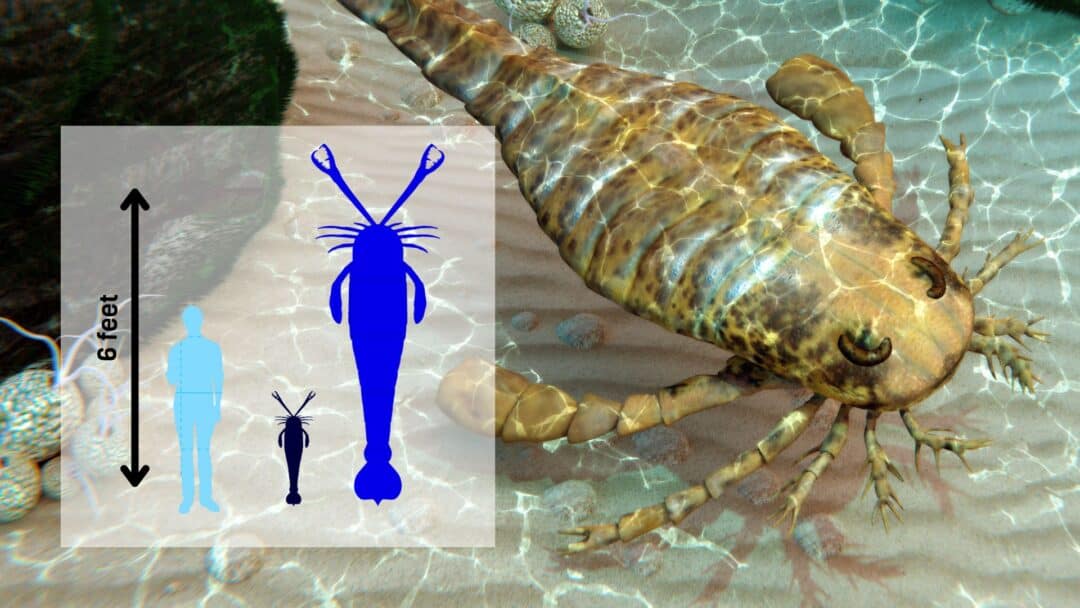 Scorpions Larger Than Basketball Players Used to Reign the Oceans Some ...