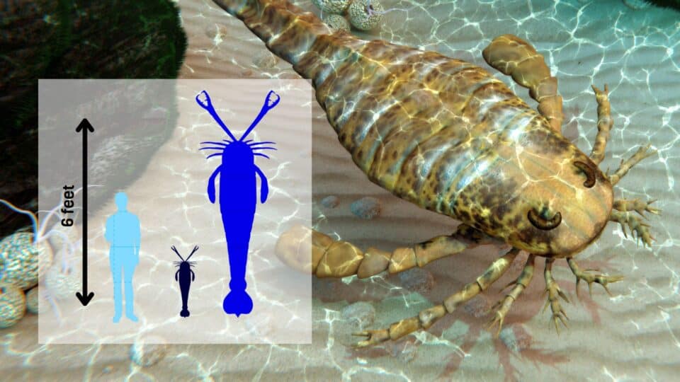 Scorpions Larger Than Basketball Players Used to Reign the Oceans Some ...