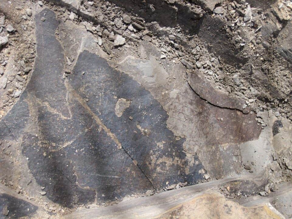 Giant Fossil Spider from Millions of Years Ago Found in Australia