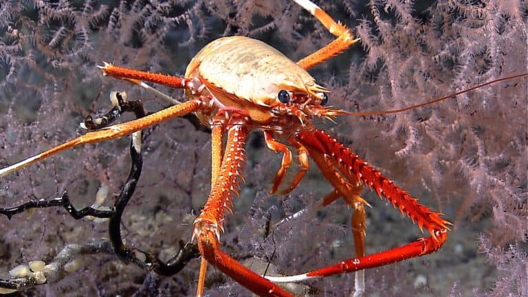 12 Ways Lobsters Adapt to Survive in Harsh Oceans - Animals Around The ...