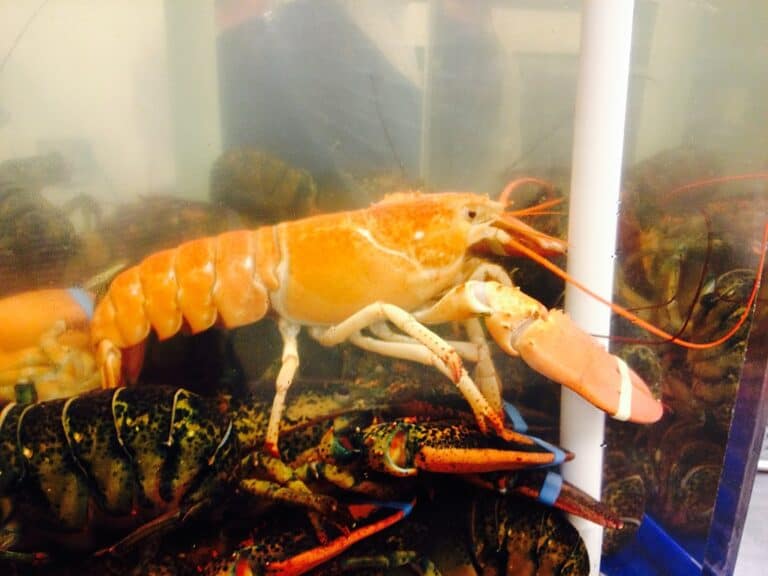 15 Fascinating Facts About American Lobsters - Animals Around The Globe