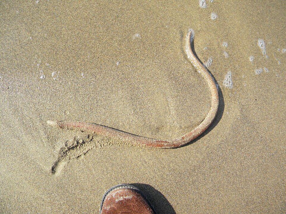 This Worm Can Live in Boiling Acid