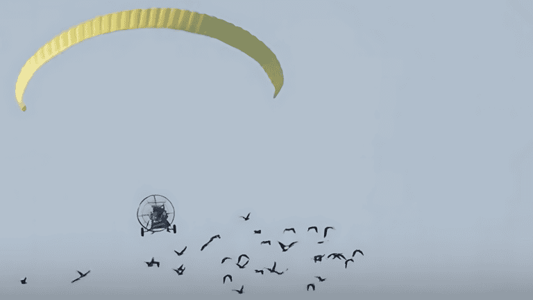 How Strong Winds Affect the Flight Patterns of Birds - Animals Around ...