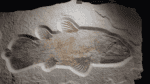 These Ancient Fish Haven’t Changed in 200 Million Years - Animals ...