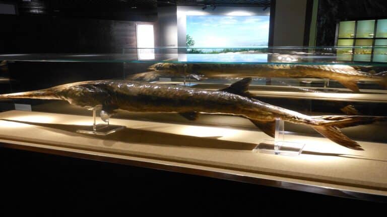 The 10 Rarest Fish Living in the Remote Waters of the World
