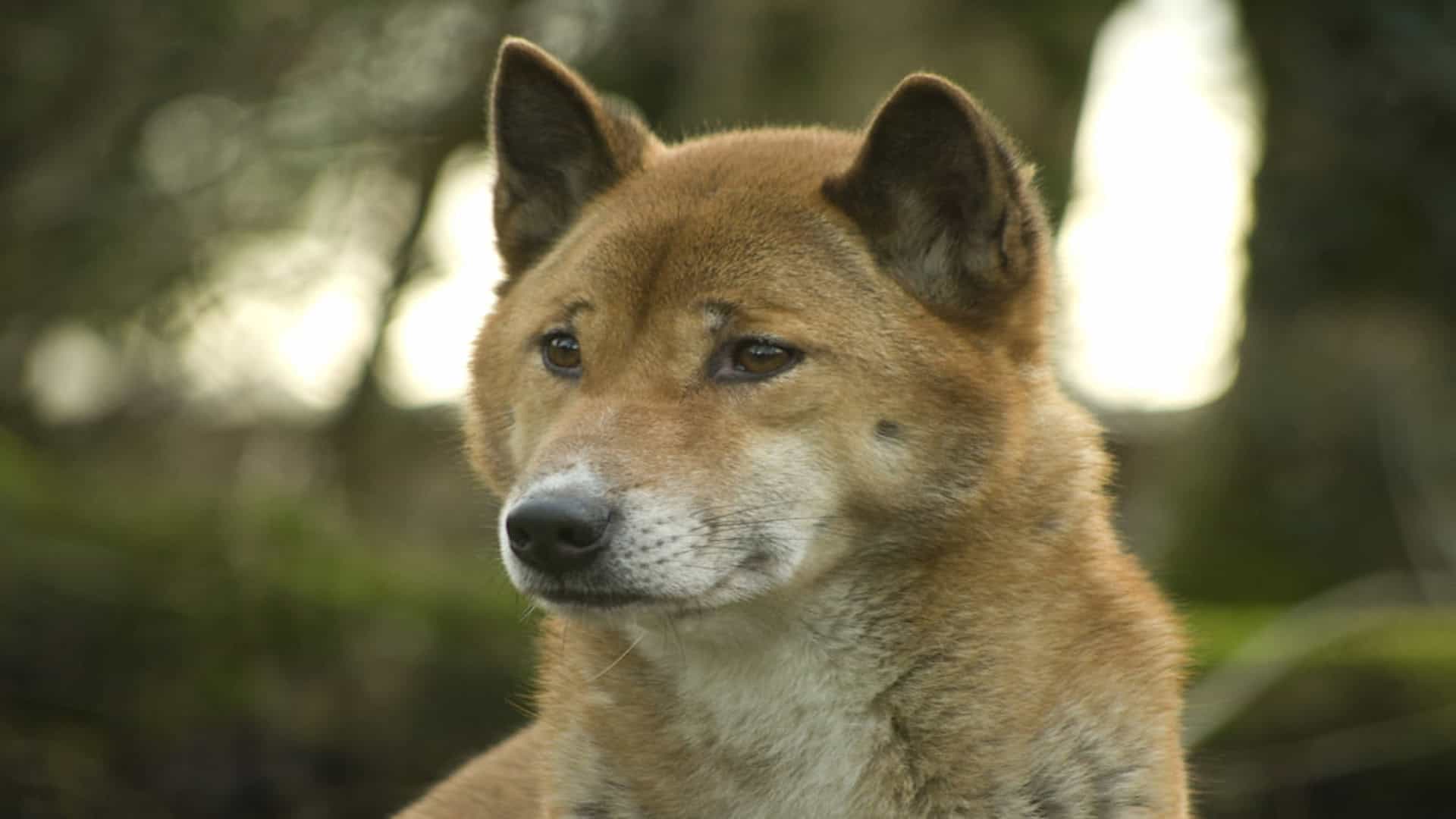 Rarest Dog in the World Sings in Mountains of Papua New Guinea