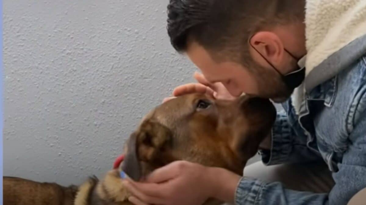 Dog Returned To Shelter With Uncontrollable Aggression Finds A New ...