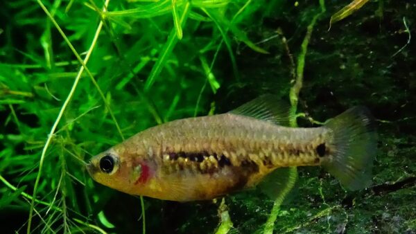 The 10 Rarest Fish Living in the Remote Waters of the World