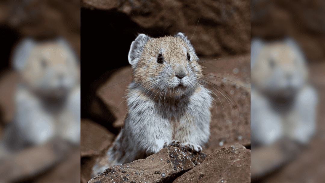 Meet The Ili Pika, An Adorable Endangered Species Fighting Extinction ...