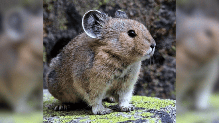 Meet The Ili Pika, An Adorable Endangered Species Fighting Extinction ...