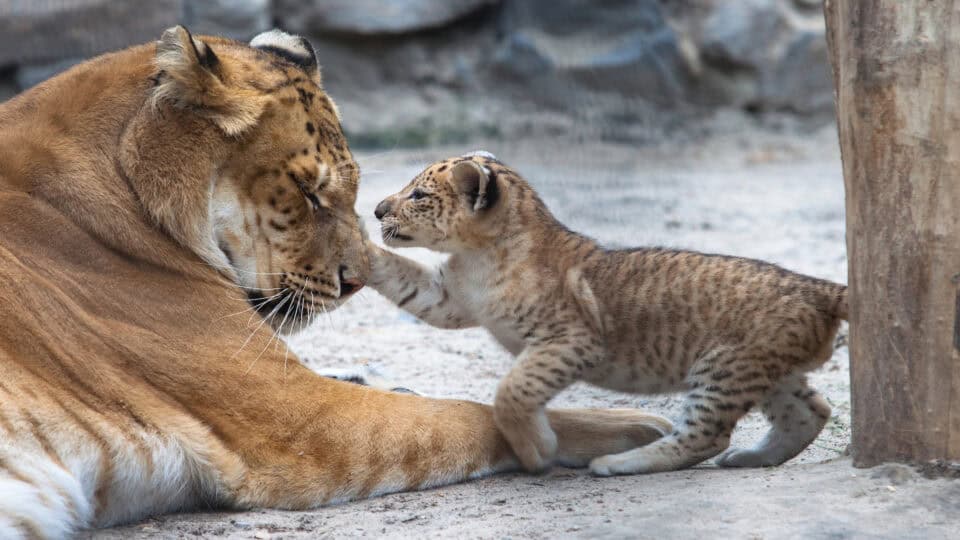 7 Animal Hybrids You Won't Believe Actually Exist