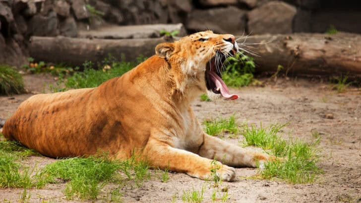 12 Incredibly Rare Animal Hybrids That Actually Exist - Animals Around ...