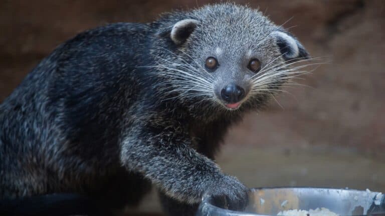 What Is a Binturong? 12 Facts About One of Nature’s Most Critically ...
