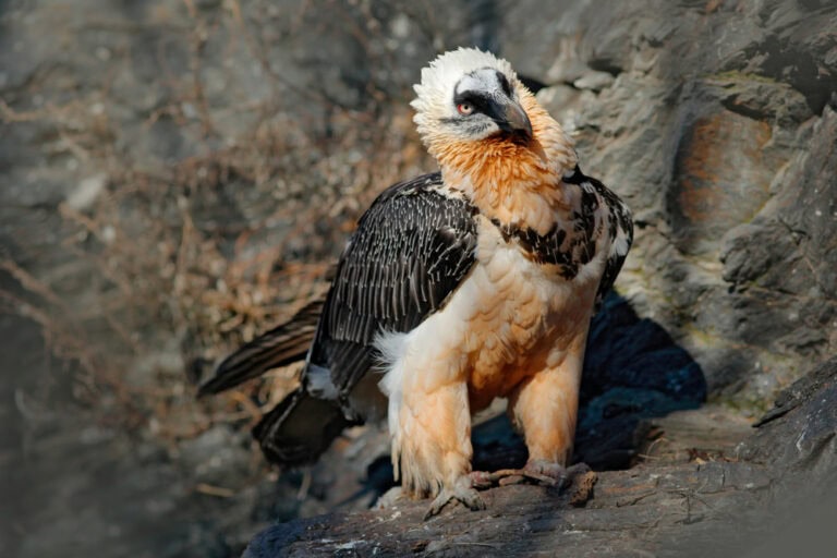 8 Incredible Creatures That Call the World’s Highest Peaks Home