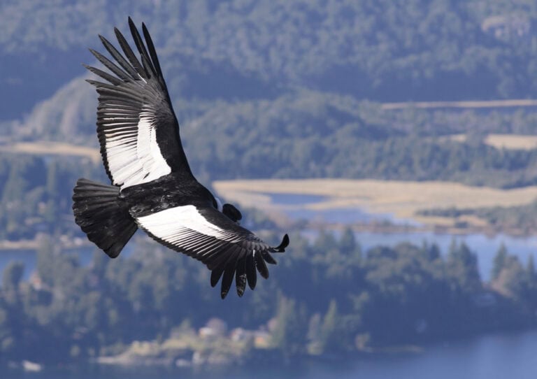Top 10 Animals and Wildlife in Patagonia - Animals Around The Globe