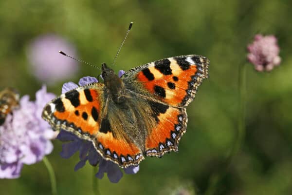 8 Rare Animals of the UK You’ve Never Seen and Where to Find Them