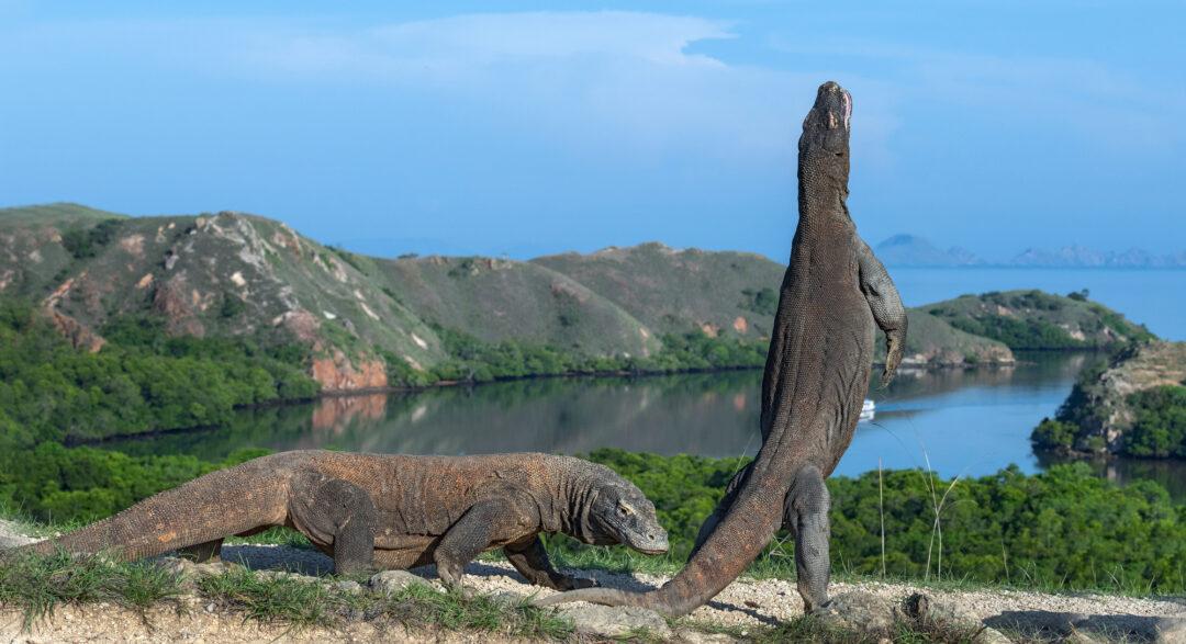 20 Fascinating Facts About the Komodo Dragon, An Animal More Ancient ...