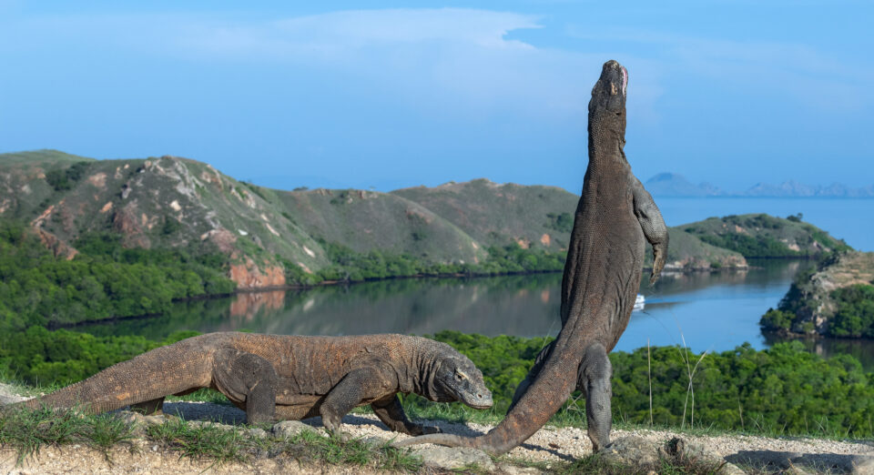 20 Fascinating Facts About the Komodo Dragon, An Animal More Ancient ...