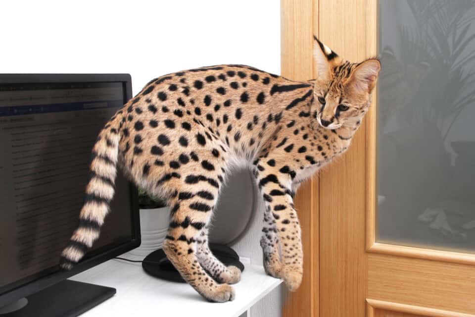 12 Incredibly Rare Animal Hybrids That Actually Exist - Animals Around ...