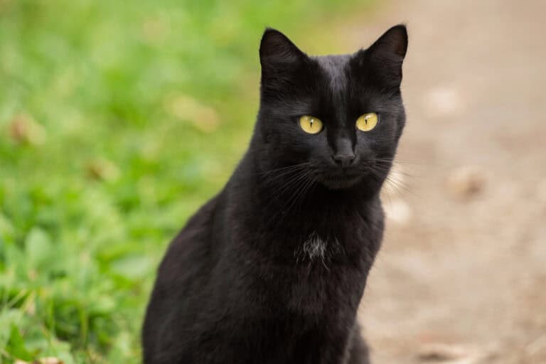 15 Cat Breeds Known for Acting More Like Dogs - Animals Around The Globe