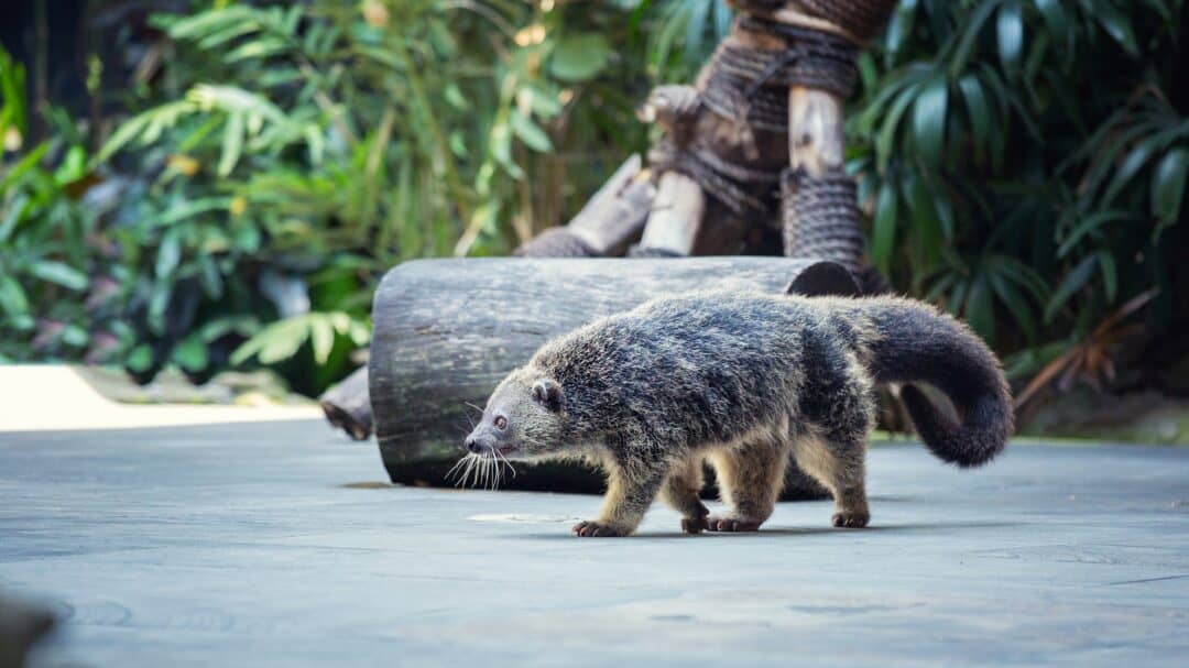 What Is a Binturong? 12 Facts About One of Nature’s Most Critically ...