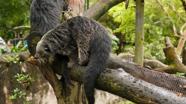 What Is a Binturong? 12 Facts About One of Nature’s Most Critically ...