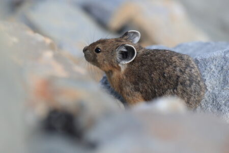 8 Incredible Creatures That Call the World’s Highest Peaks Home