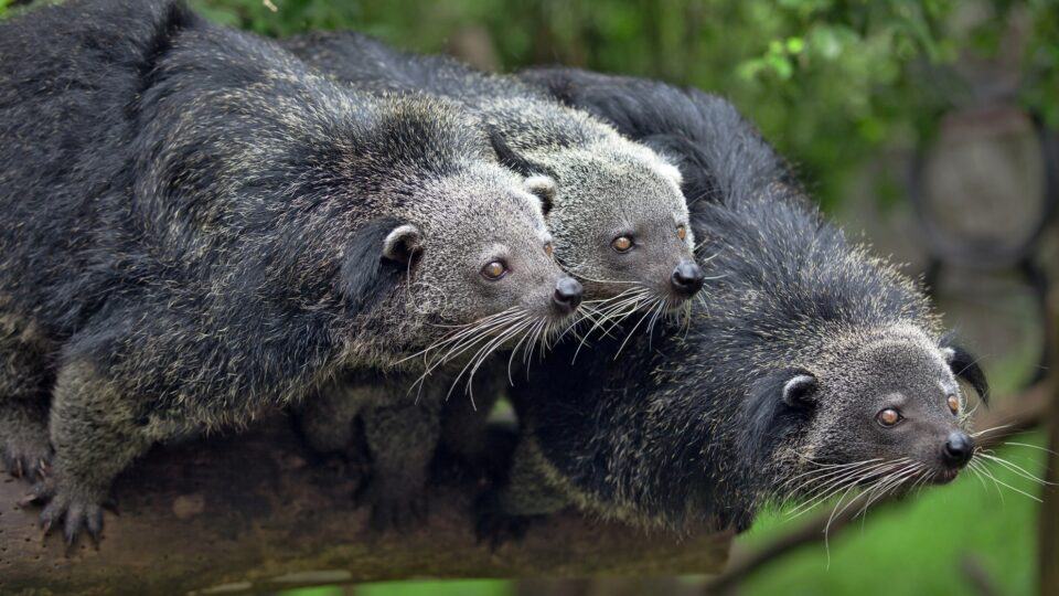 What Is a Binturong? 12 Facts About One of Nature’s Most Critically ...