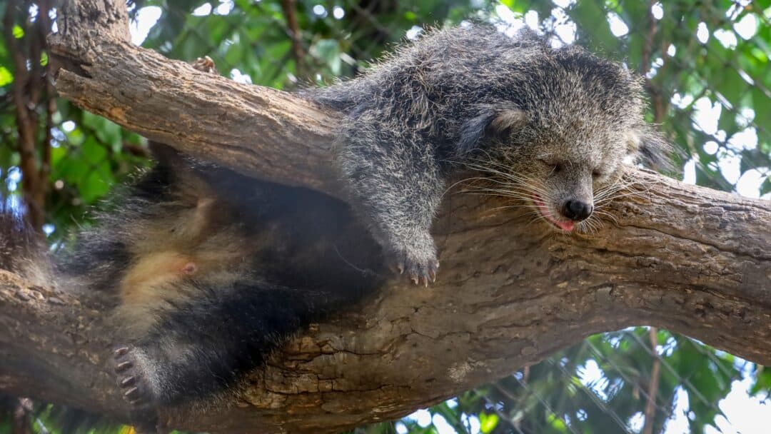 The Controversial Debate Around Wildlife Culling - Animals Around The Globe