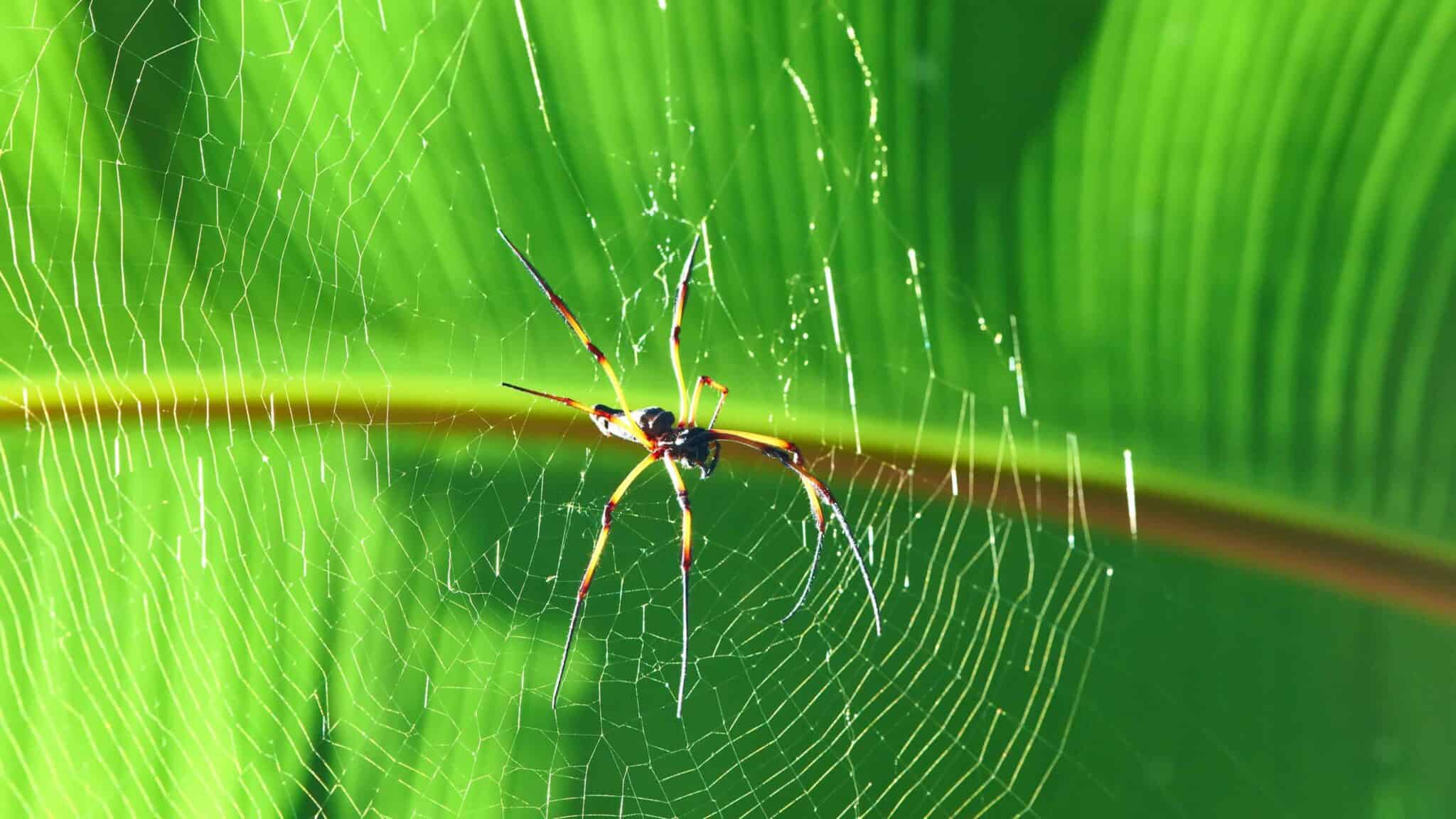 The Invasive Joro Spider Reaches Pennsylvania - Animals Around The Globe