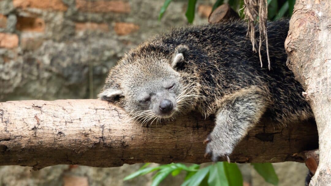 What Is a Binturong? 12 Facts About One of Nature’s Most Critically ...