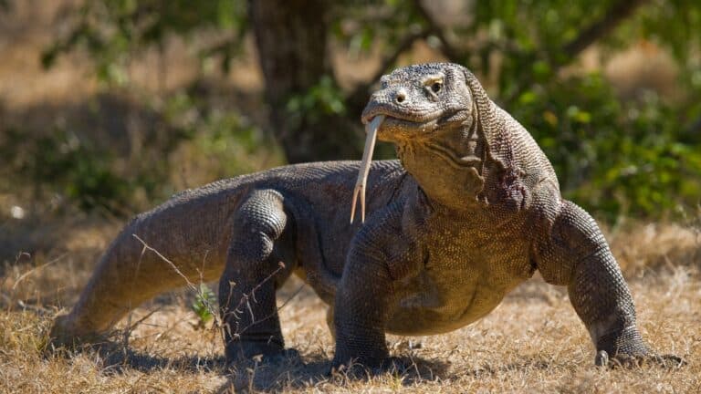 Top 10 Coolest Lizards in the World