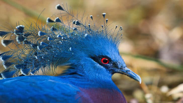 The 10 Most Beautiful Birds in the World