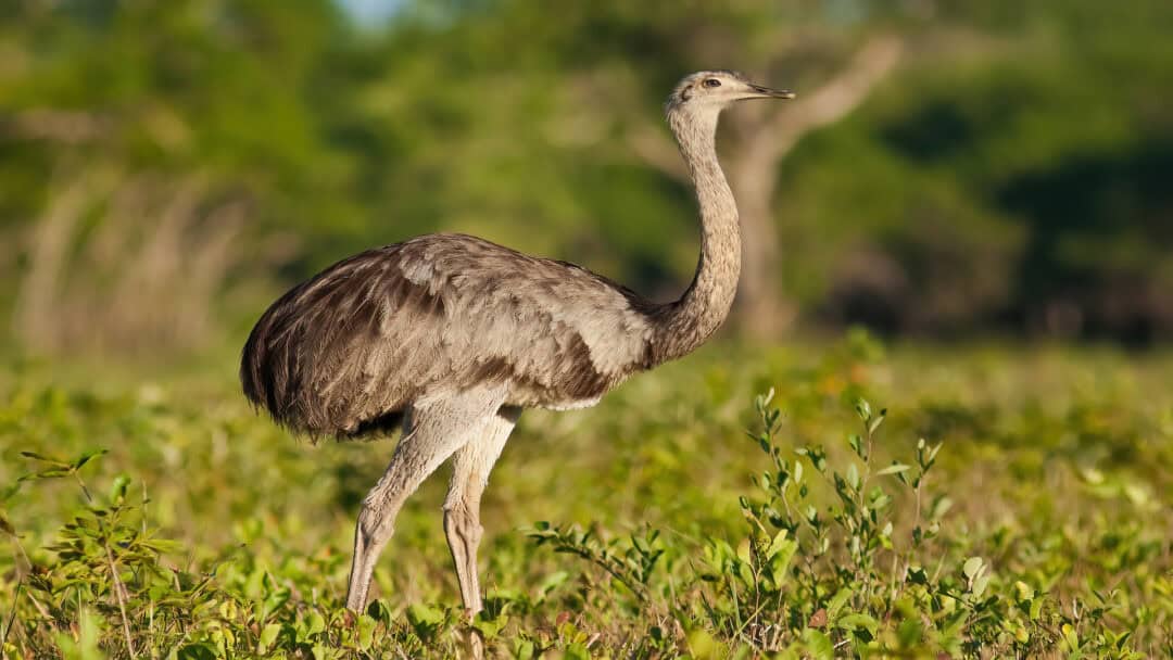 The 10 Largest Birds From All Around The World