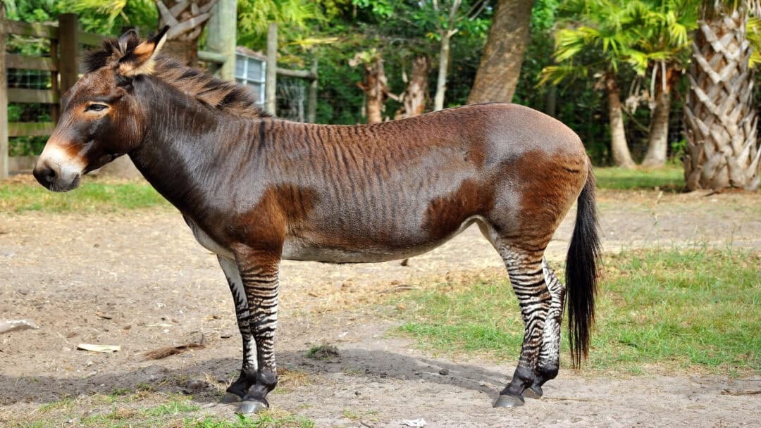 12 Incredibly Rare Animal Hybrids That Actually Exist - Animals Around ...