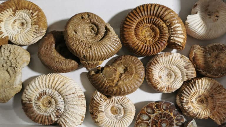 66 Million Year Old 'Mother Lode' of Fossils Discovered in Canada