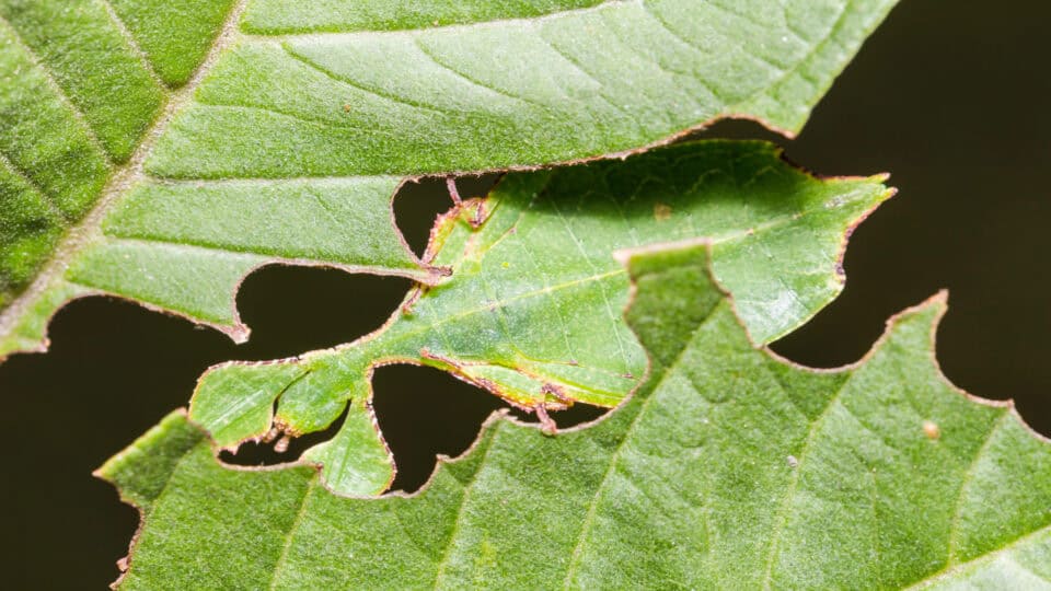 14 Animals That Use Camouflage Like Magic - Animals Around The Globe