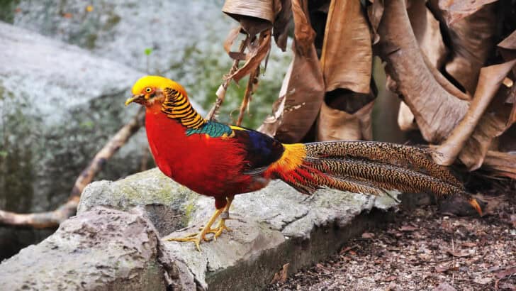 The Animal That Inspired the Myth of the Phoenix - Animals Around The Globe