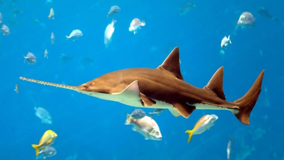 The 10 Rarest Fish Living in the Remote Waters of the World