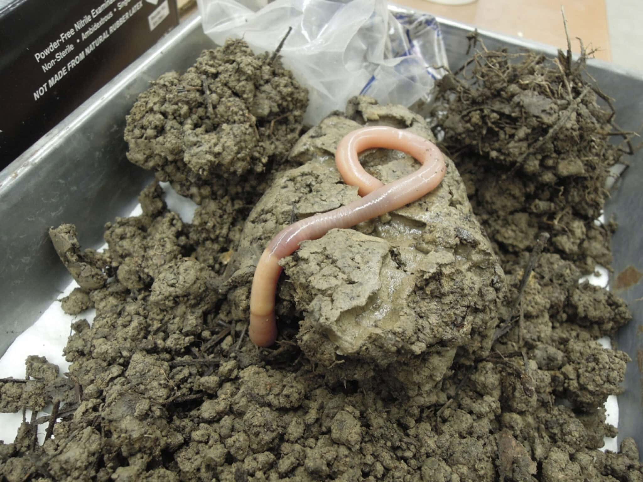 10 "Lazarus Species" That We Thought Were Gone Forever