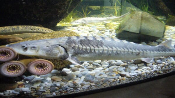 The 10 Rarest Fish Living in the Remote Waters of the World