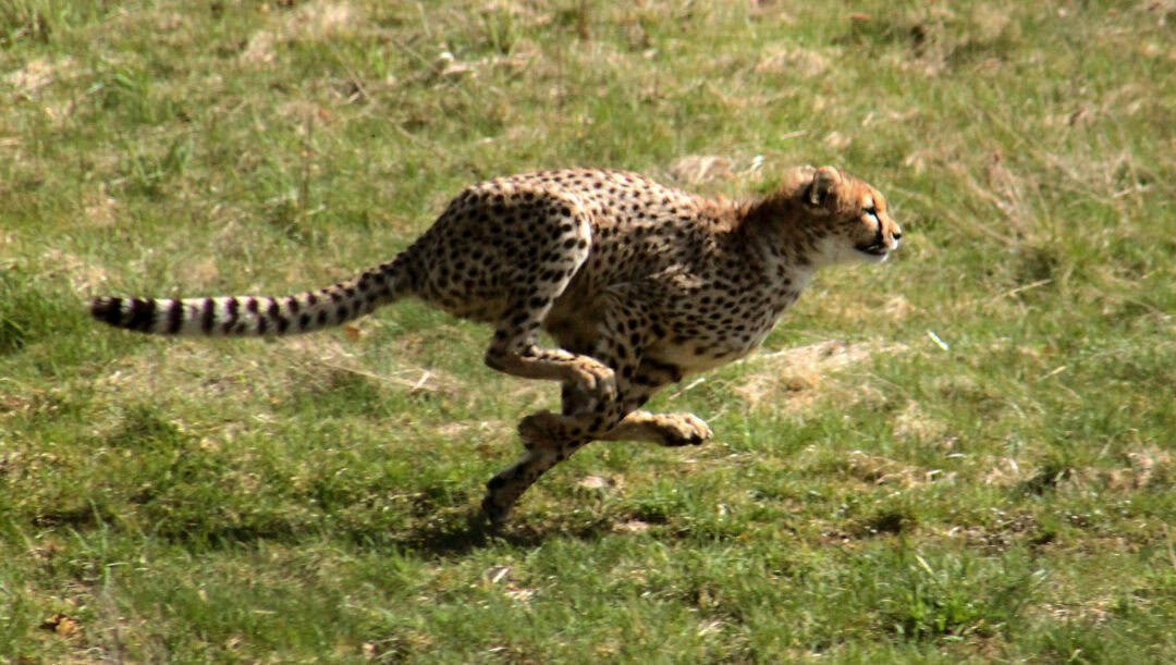 The Secret Behind Cheetahs’ Lightning Speed Uncovered
