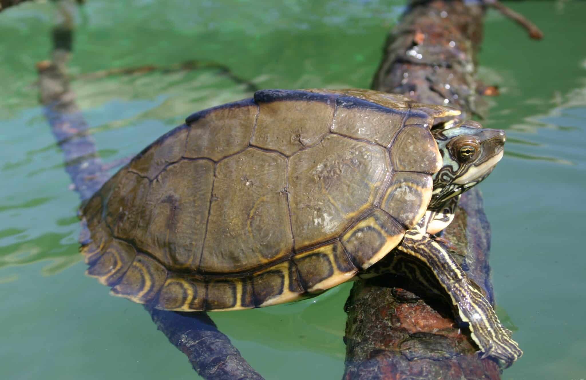 This Turtle Can Breathe Through Its Butt - Animals Around The Globe