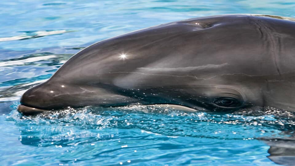 12 Incredibly Rare Animal Hybrids That Actually Exist - Animals Around ...