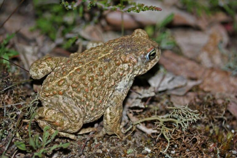 8 Rare Animals of the UK You’ve Never Seen and Where to Find Them