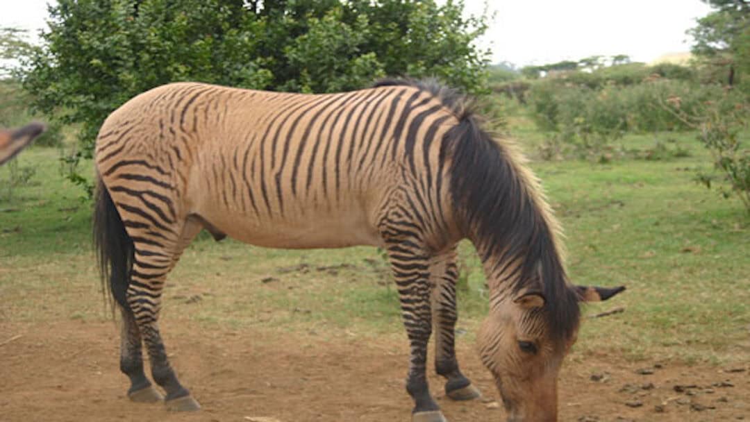 The Top 11 Most Googled Animal Hybrids - Animals Around The Globe